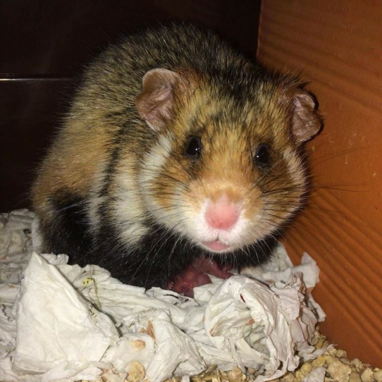 Archives des Grand Hamster d’Alsace - Made In Alsace