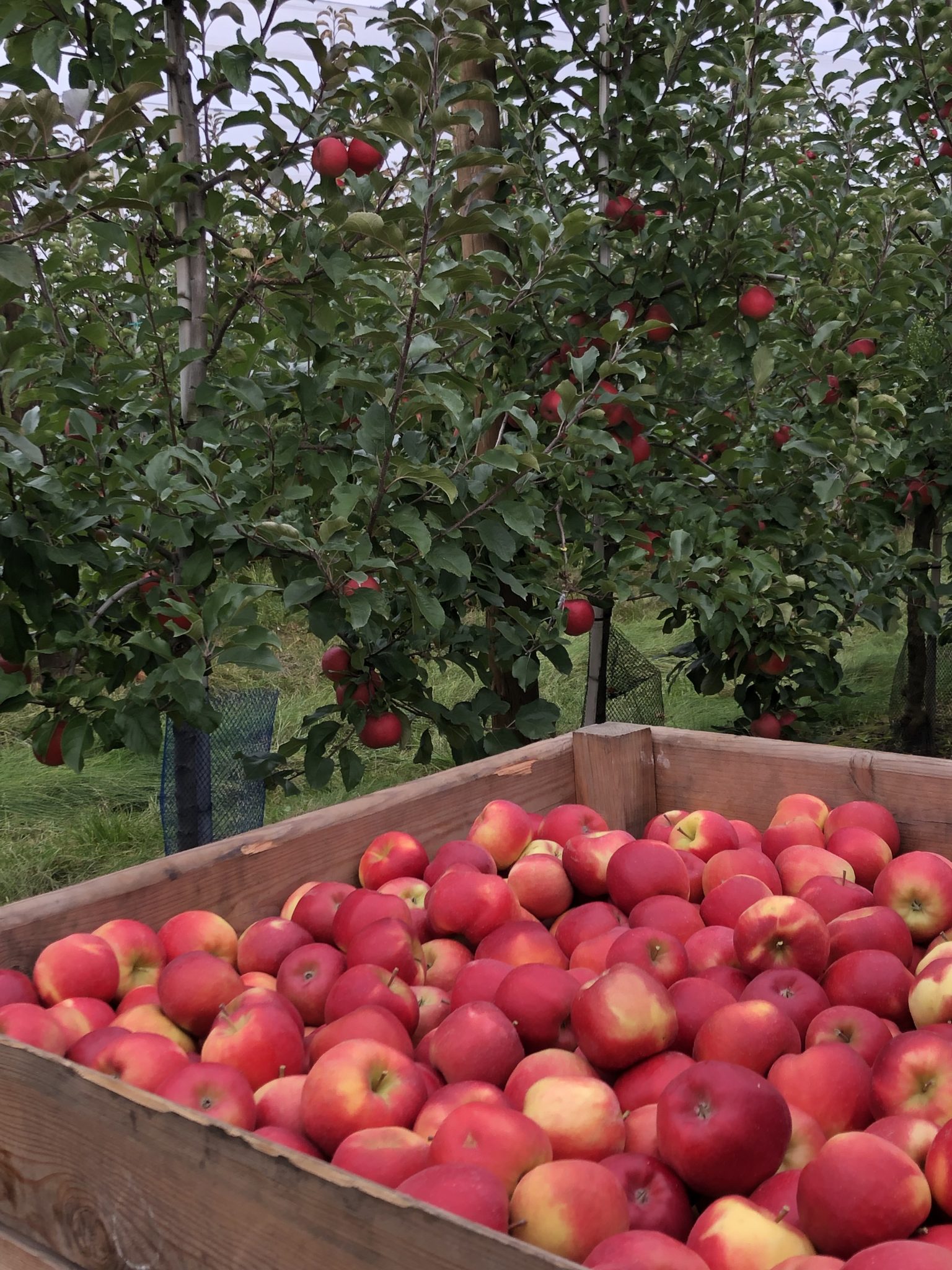 Pomme Natti, Pomme d’Alsace - Made In Alsace