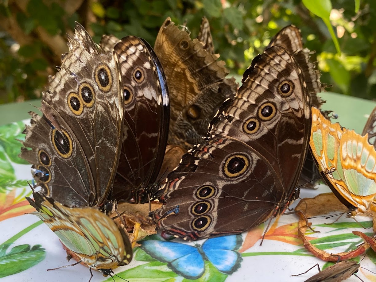 Le Jardin des Papillons de Hunawihr rouvre ses portes, les papillons ...